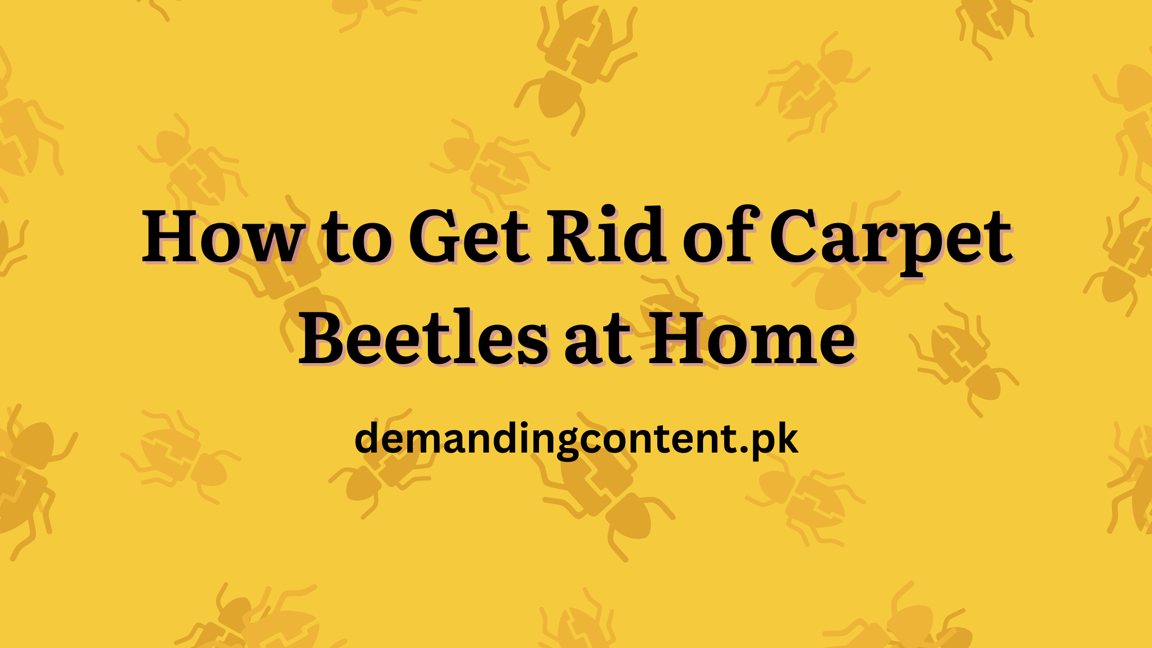 How to Get Rid of Carpet Beetles at Home